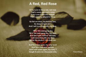 “A Red, Red Rose” by Robert Burns: An Analysis - PoemRead