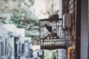Maya Angelou’s “Caged Bird”: A Complete Analysis - PoemRead