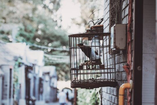 Maya Angelou’s “Caged Bird”: A Complete Analysis - PoemRead